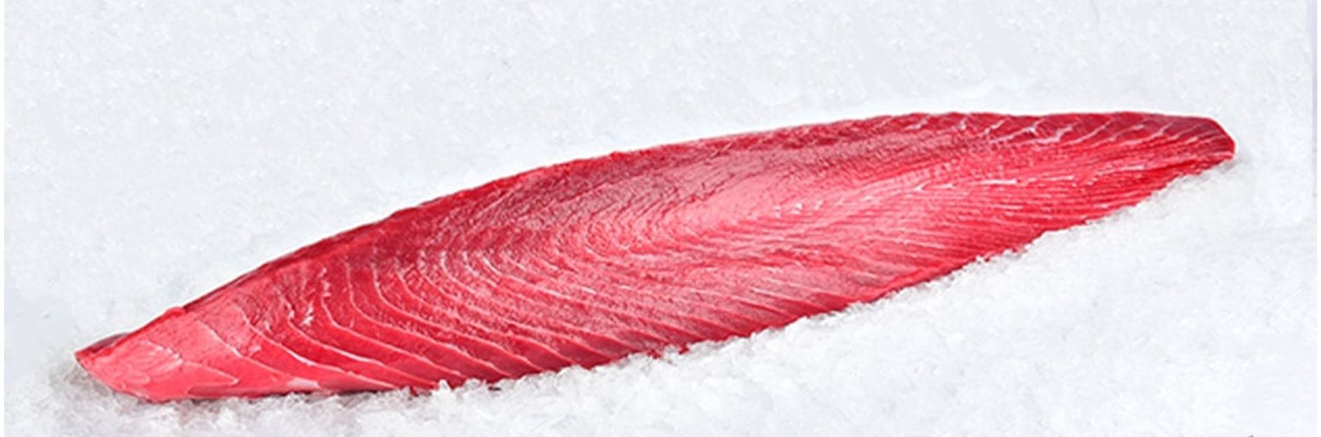 TUNA FISH (thunnus albacares) – CMII INDONESIA